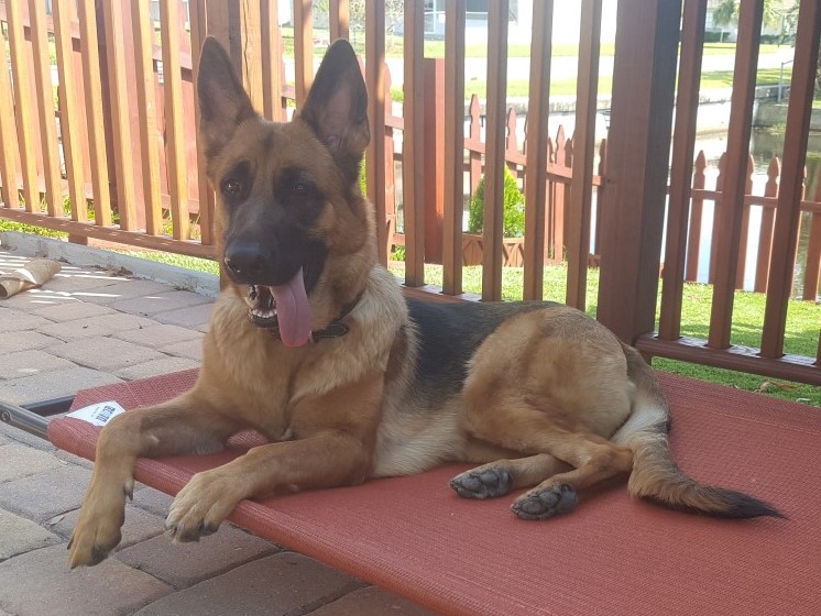 Puppies – German Shepherds from Land of Hurricanes